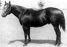 Performance Sires & Dams: Scooper Chick, Triple Chick & Three Bars